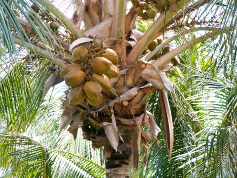 Coconut Board - BORN 59
